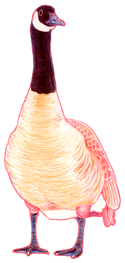 Stickers – False Knees Store